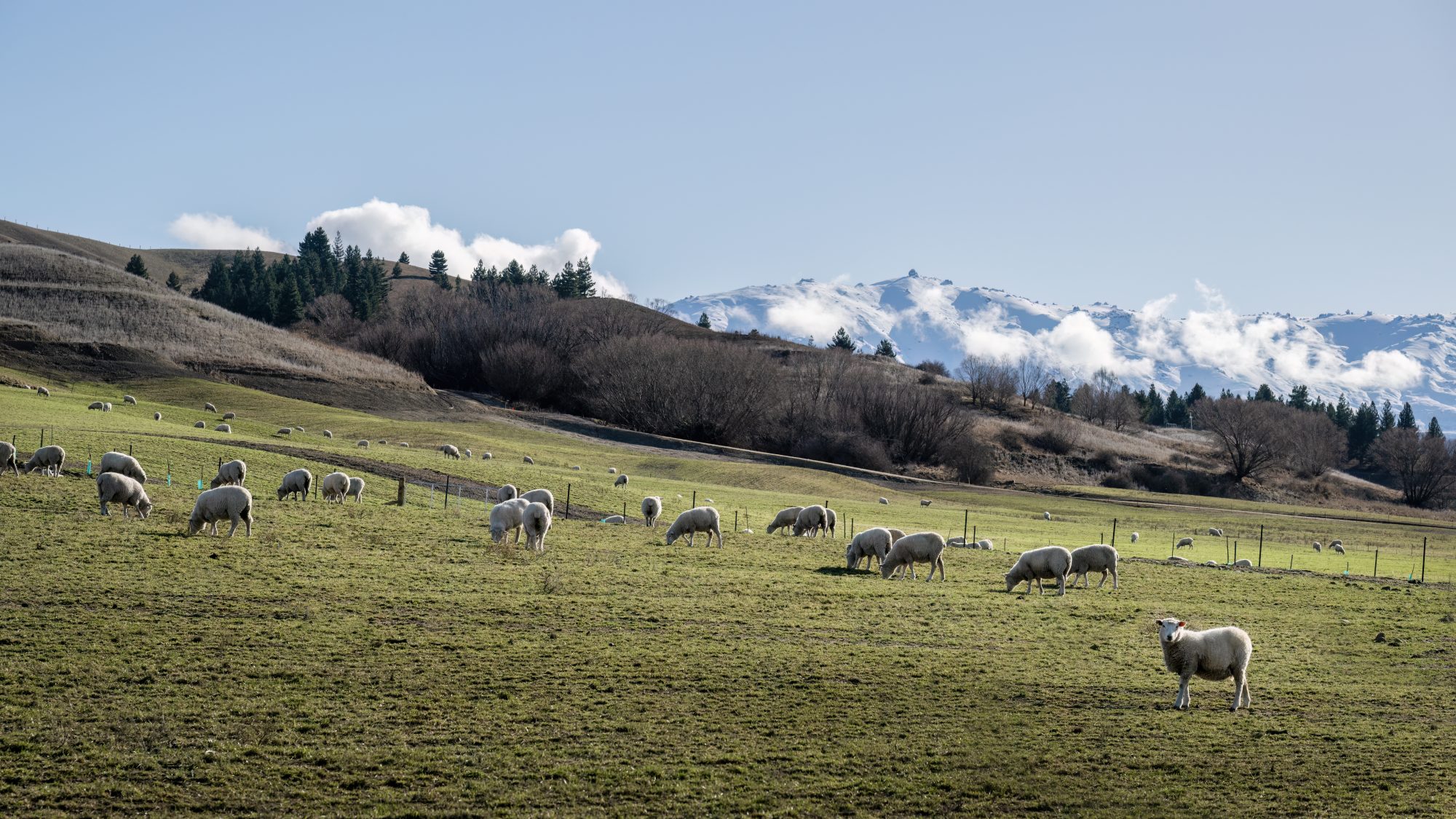 Sheep Scanning Booking Form – Vet Services Dannevirke