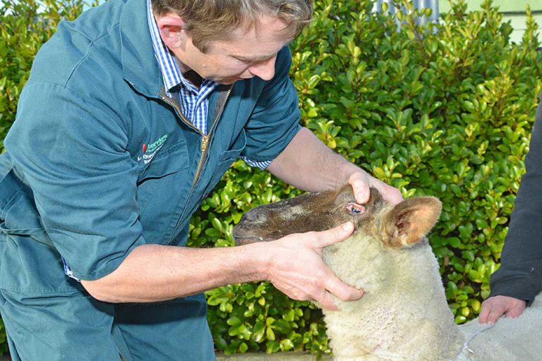 Sheep – Vet Services Dannevirke