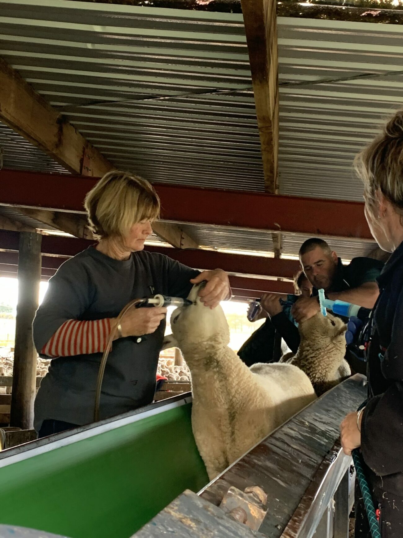 Sheep – Vet Services Dannevirke