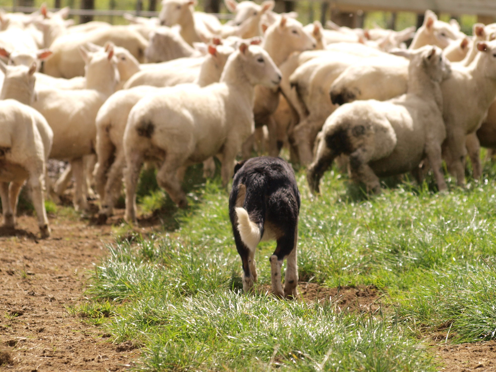 Facial Eczema Weekly Monitor - Week ending 1 April 2021 – Vet Services ...
